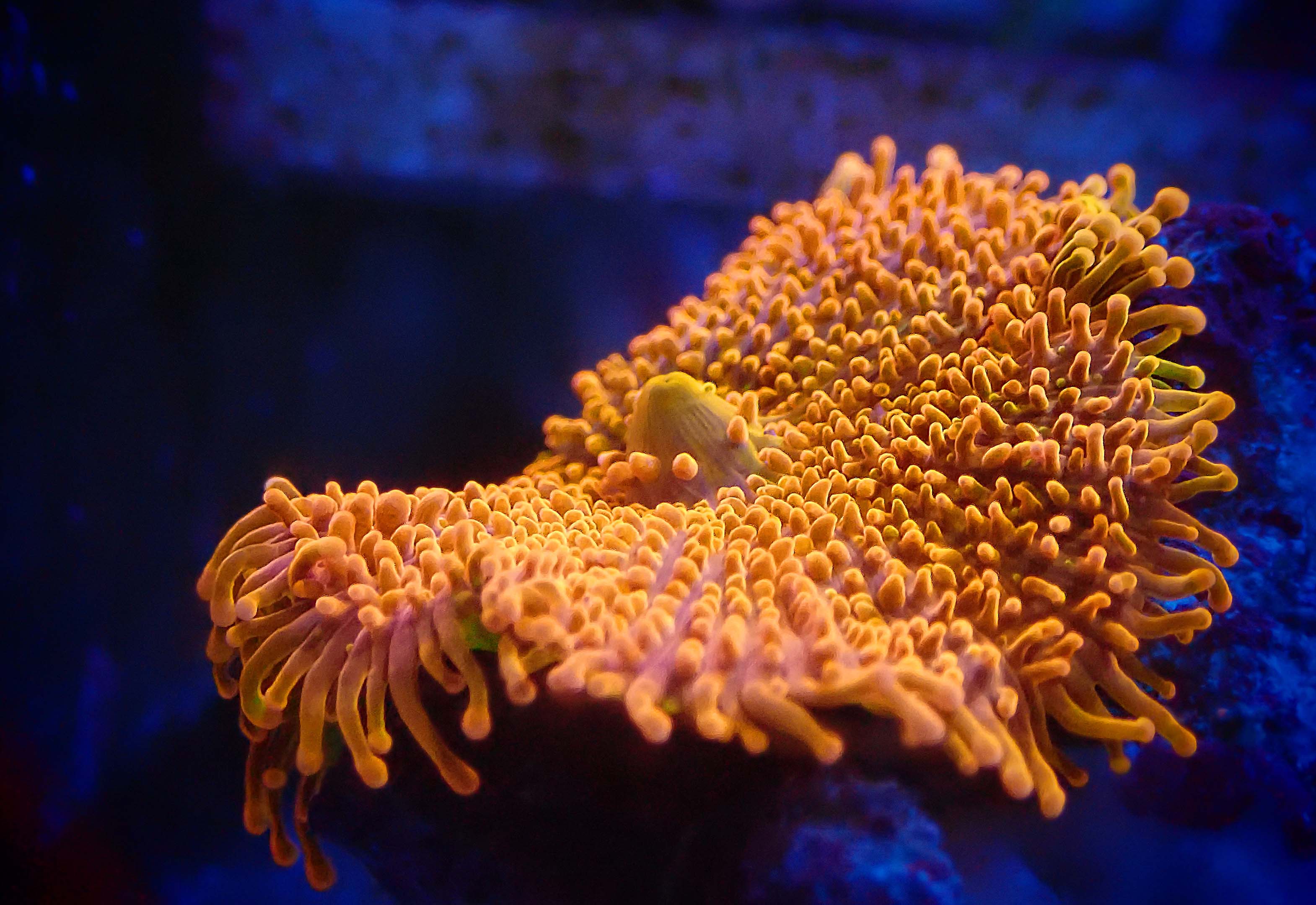Soft Corals | Shipwreck Cove Corals