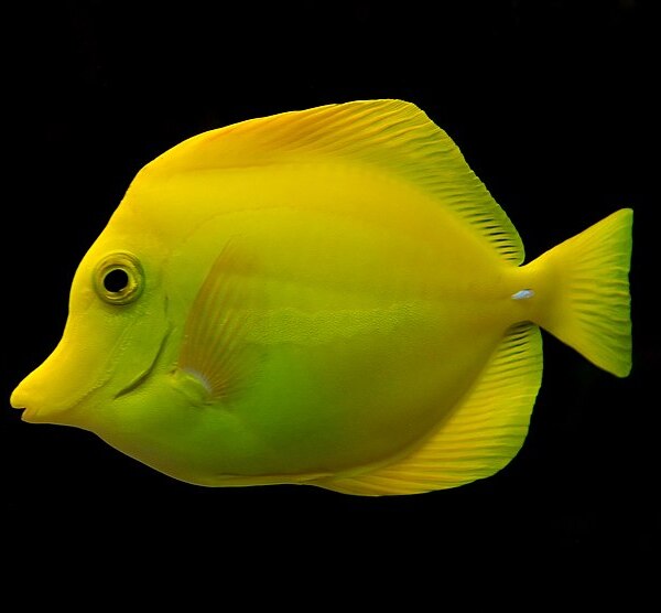 Live Fish | Shipwreck Cove Corals