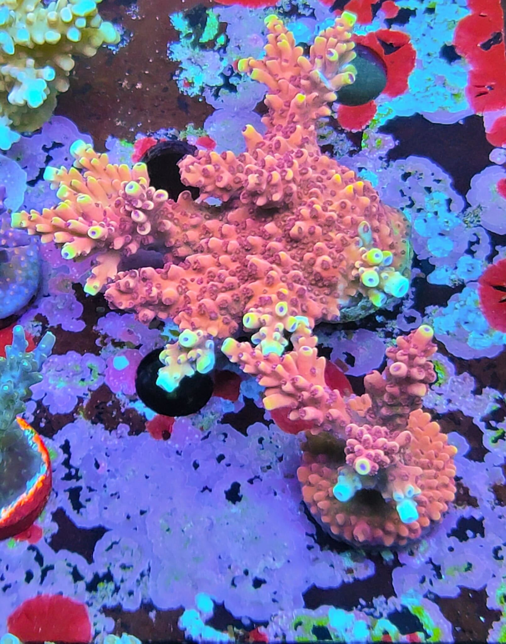 Reef Raft | Shipwreck Cove Corals