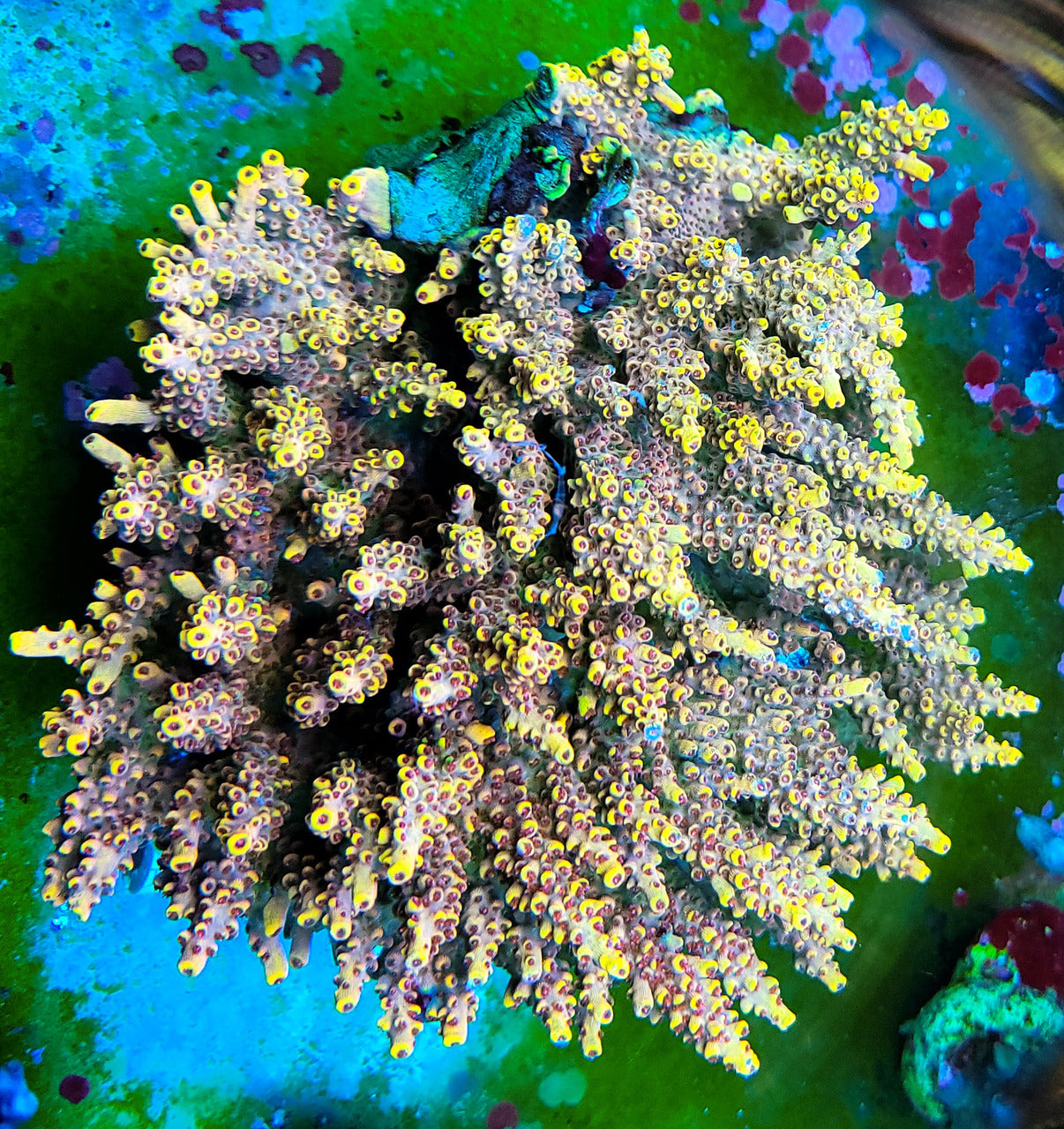 SPS Corals | Shipwreck Cove Corals