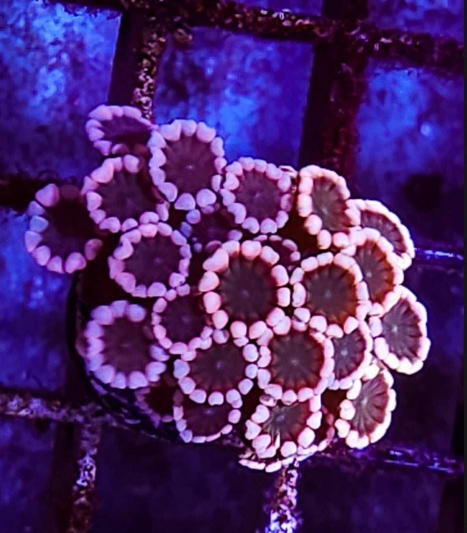 Latest Additions | Shipwreck Cove Corals