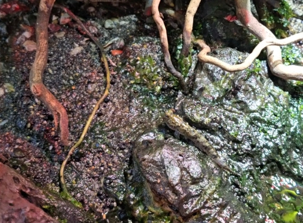 Mudskipper Blue Dragon boddarts | Shipwreck Cove Corals